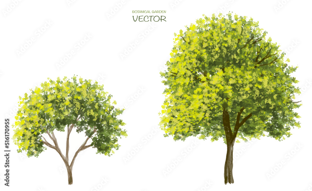 Vector watercolor of tree side view isolated on white background for ...