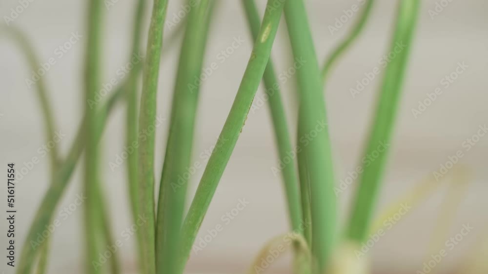 Infested by pests, collembola, springtail green stalks of fresh onions ...