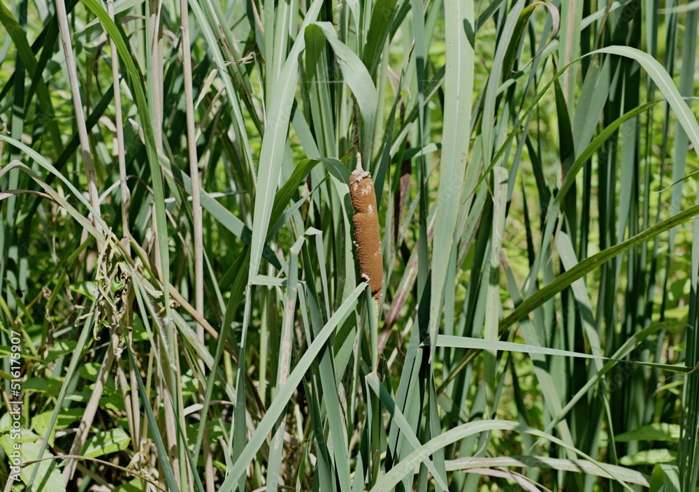 Cattails have a surprising function and history Stock Photo | Adobe Stock