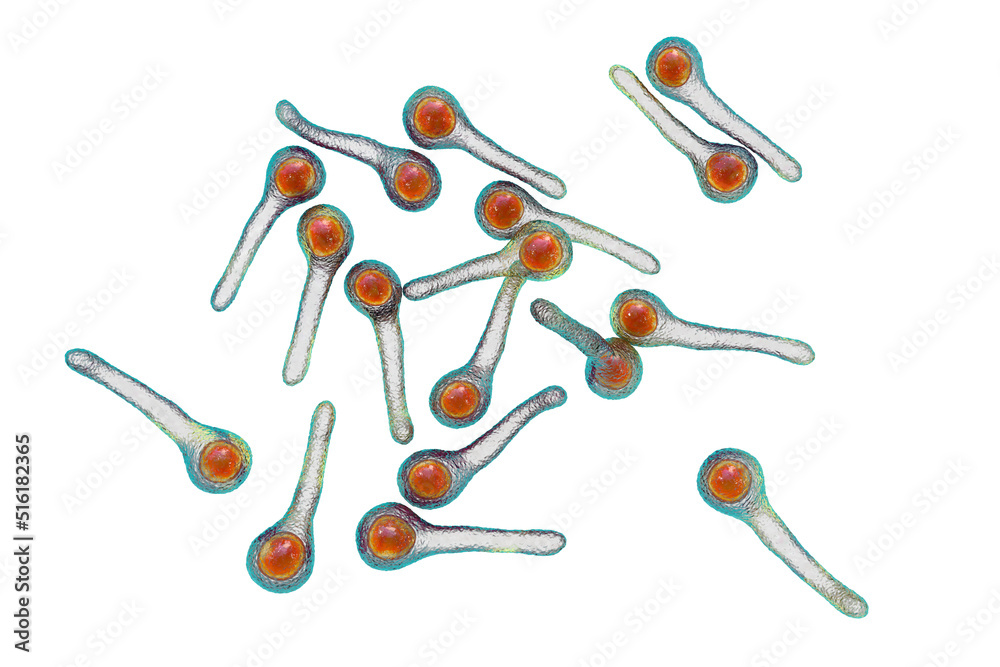 Clostridium tetani bacteria Stock Illustration | Adobe Stock