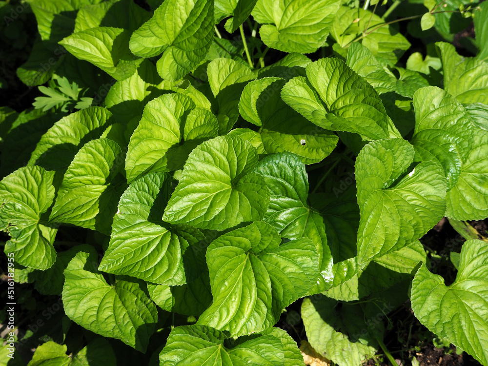 Beautiful large leaves of violets are illuminated by the sun. Close-up ...