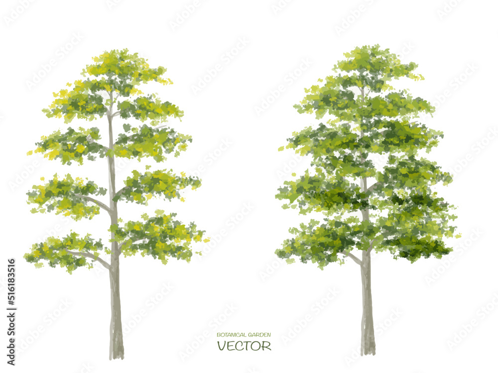 Vector watercolor of tree side view isolated on white background for ...