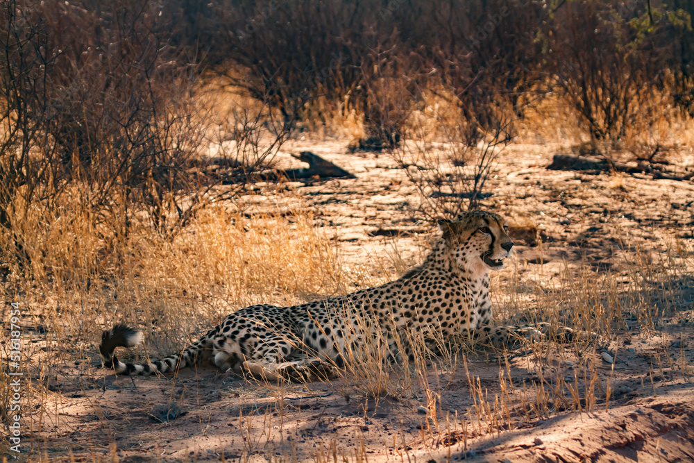 Cheetah lying down under tree shadow in Kgalagadi transfrontier park ...