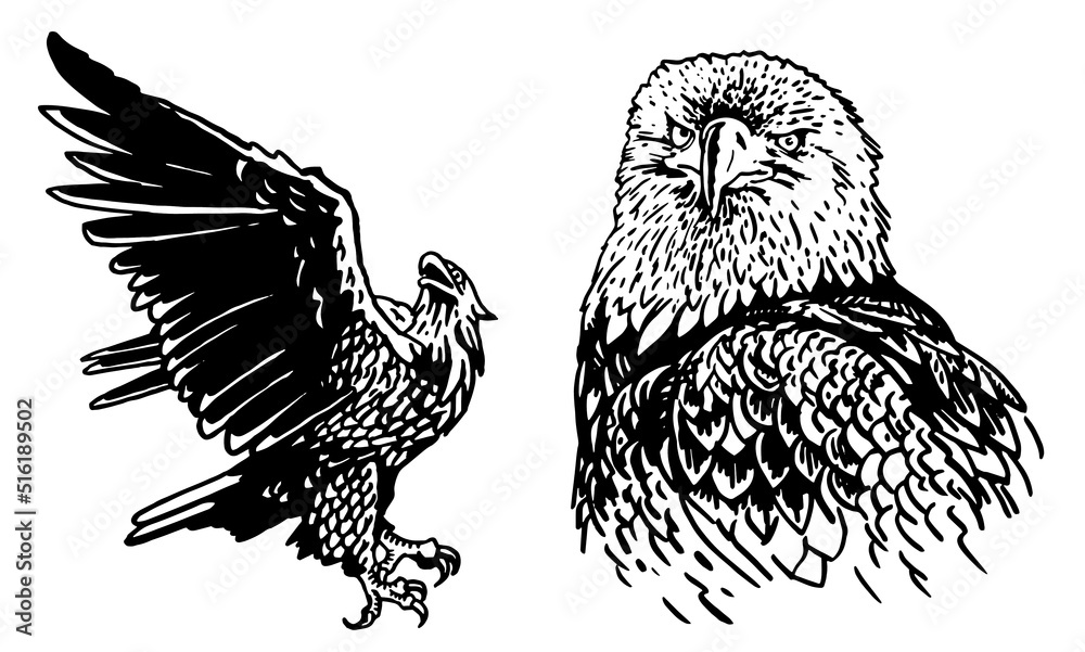 Vector two eagles, eagle flying and portrait of eagle. Bald eagle ...
