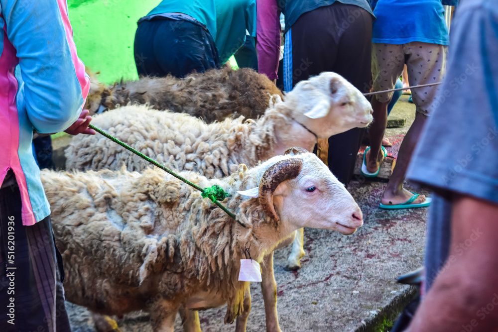 Goat ( kambing ) animal market atmosphere ahead of Eid al-Adha. Muslim ...