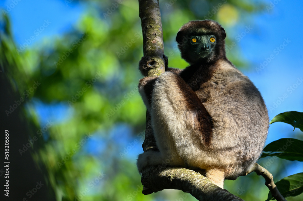 Crowned sifaka lemur (Propithecus coronatus) – portrait, , Madagascar ...