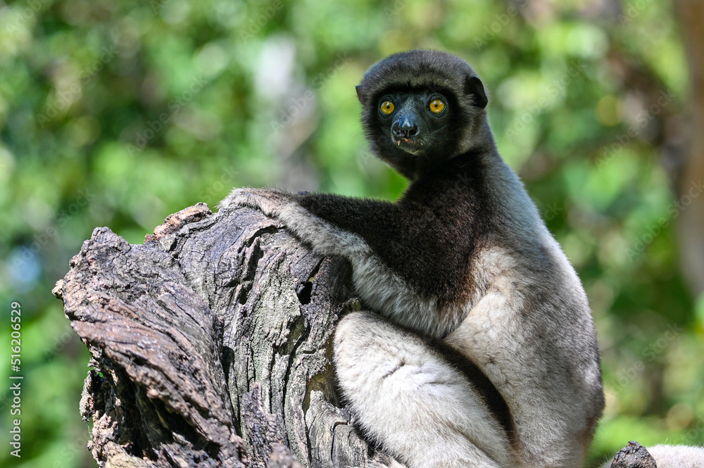 Crowned sifaka lemur (Propithecus coronatus) – portrait, , Madagascar ...