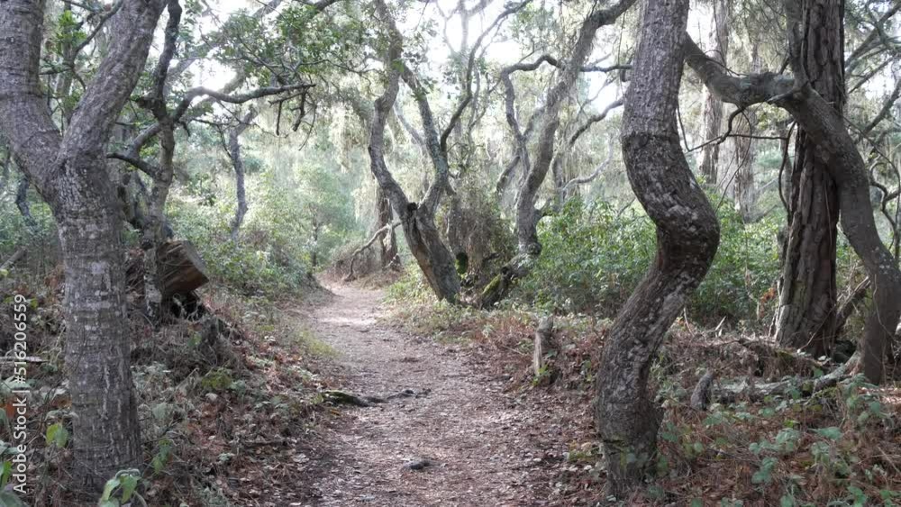 Vidéo Stock Path in live oak forest or woods, footpath trail or footway ...