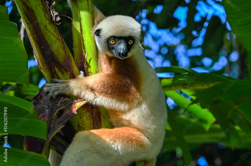 Coquerel sifaka lemur (Propithecus coquereli) – portrait, Madagascar ...