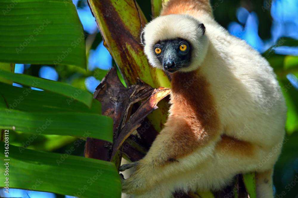 Coquerel sifaka lemur (Propithecus coquereli) – portrait, Madagascar ...