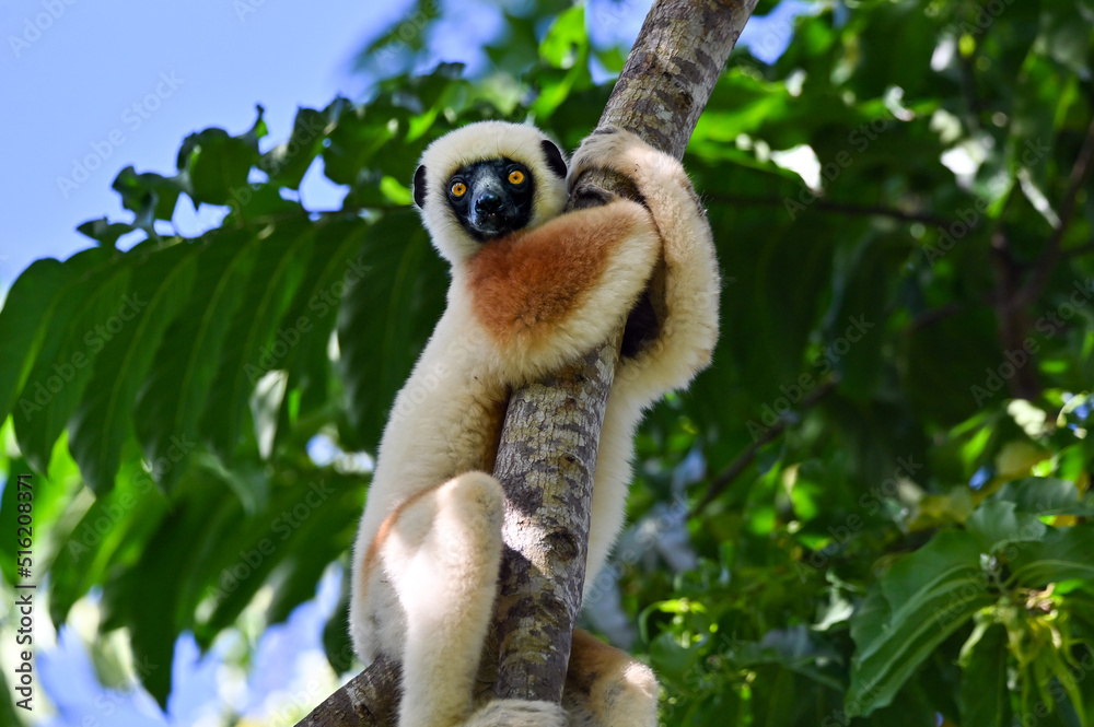 Coquerel sifaka lemur (Propithecus coquereli) – portrait, Madagascar ...