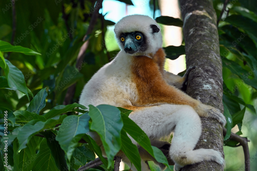 Coquerel sifaka lemur (Propithecus coquereli) – portrait, Madagascar ...