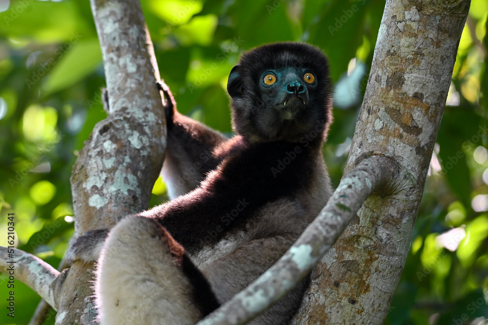Crowned sifaka lemur (Propithecus coronatus) – portrait, , Madagascar ...