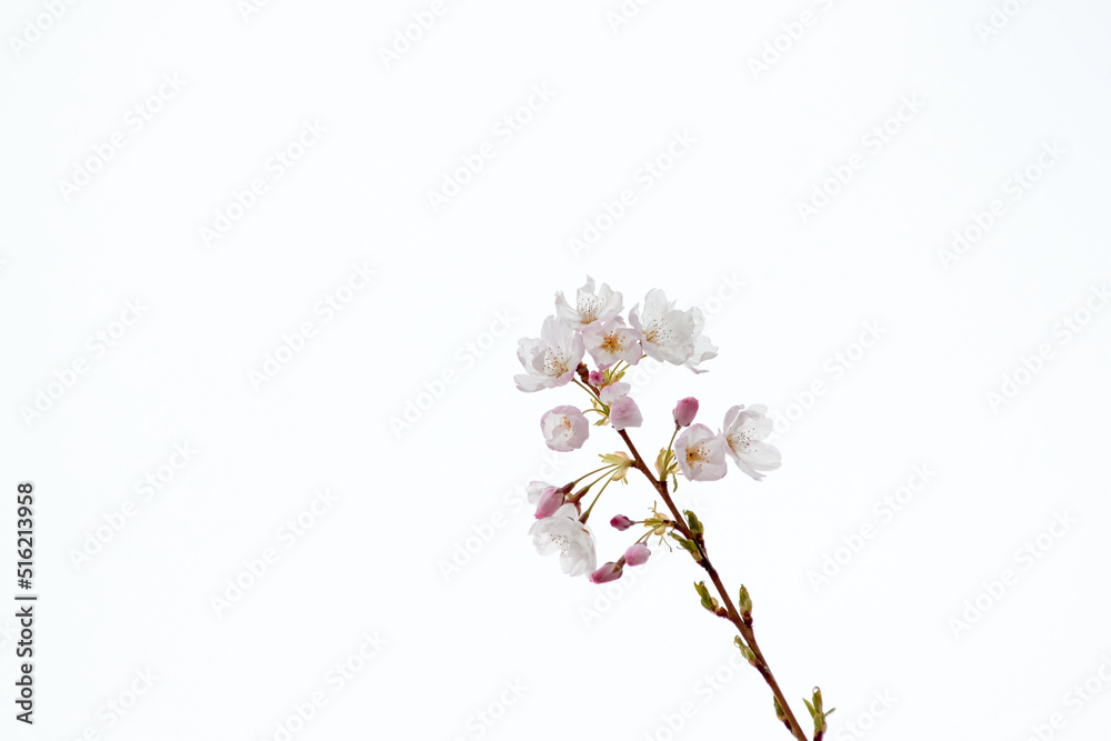 Single Cherry Blossom Branch Stock Photo | Adobe Stock