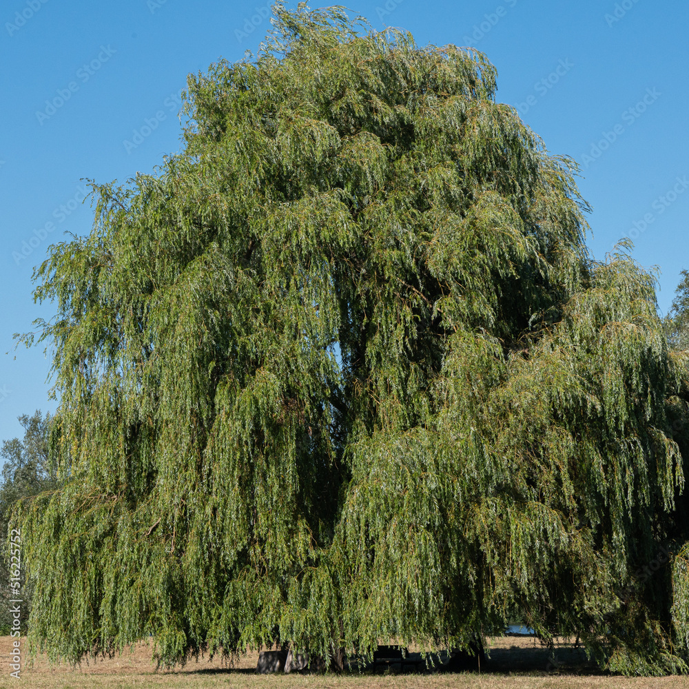 Salix babylonica - Babylon willow - Weeping willow - Saule pleureur ...