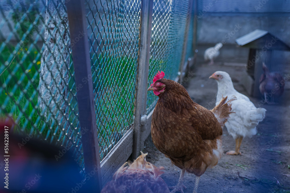 domestic chickens and rooster walk free-range in paddock on rural ...