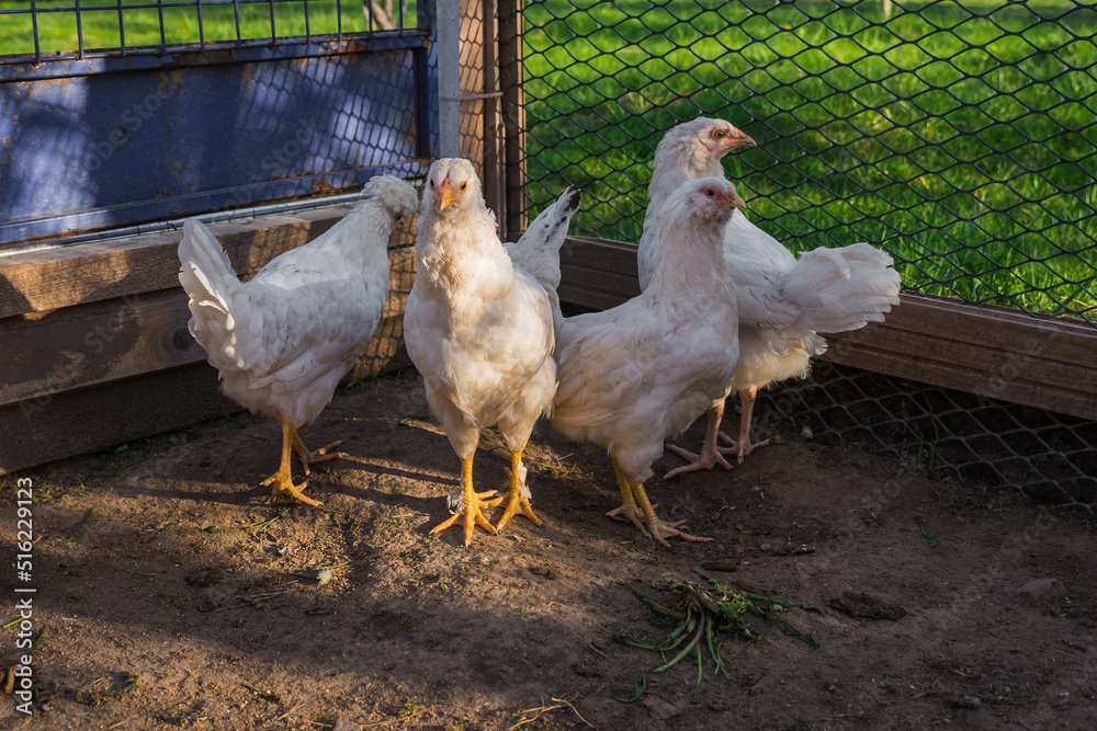 young chickens walk in paddock on rural countryside. Poultry farming ...