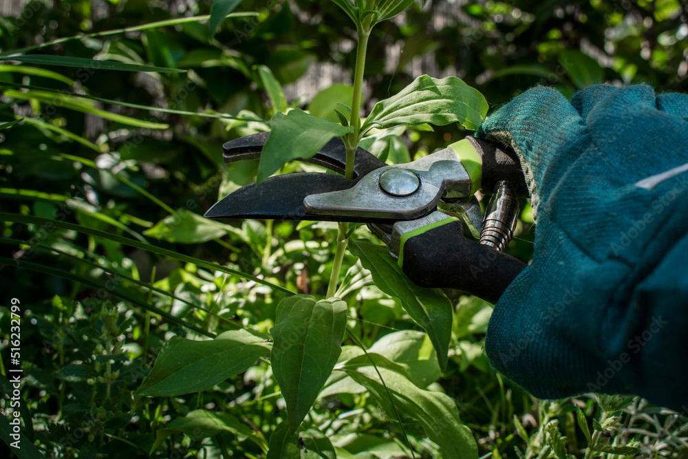 Gardening cutting plants with scissors Stock Photo | Adobe Stock