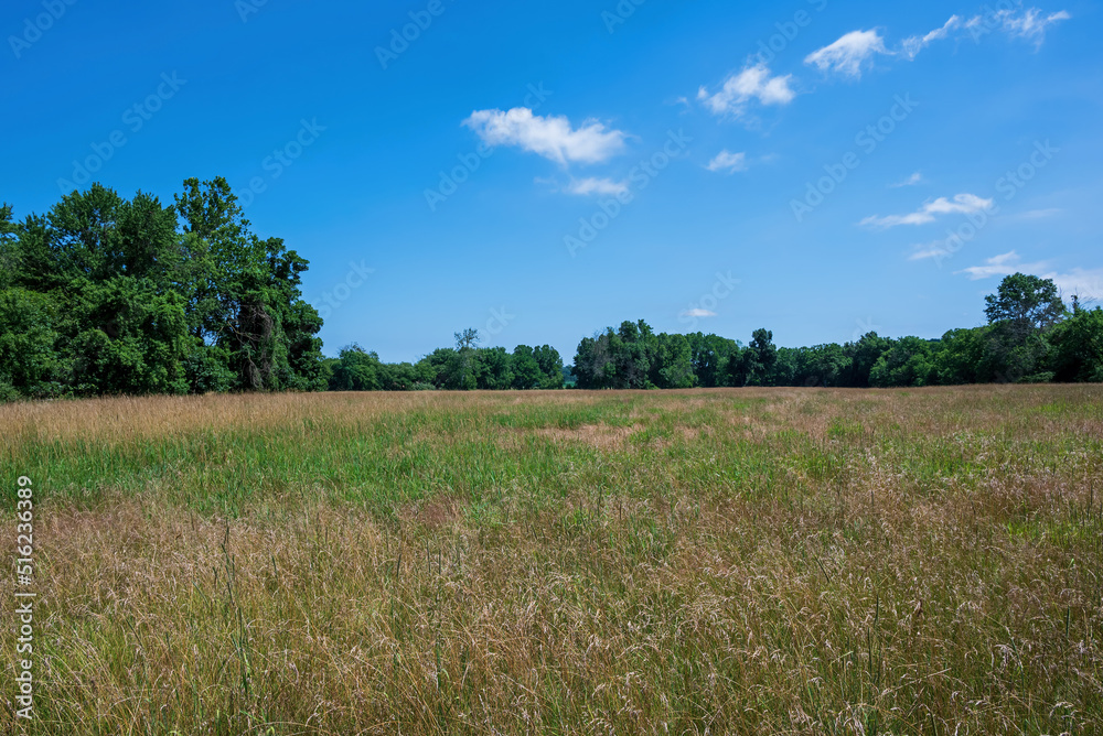 Grassland meadow bordered by trees. They are an open habitat, or field ...