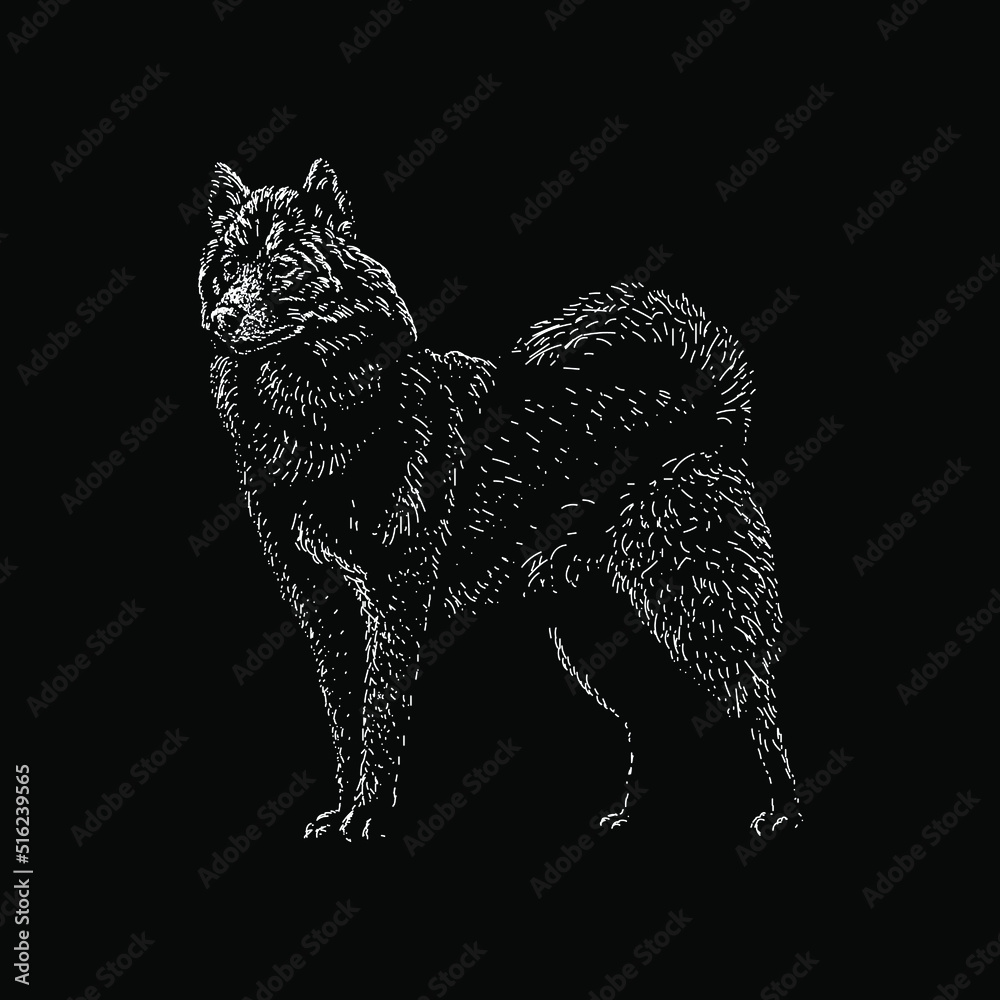 Canadian Eskimo Dog hand drawing vector illustration isolated on black ...