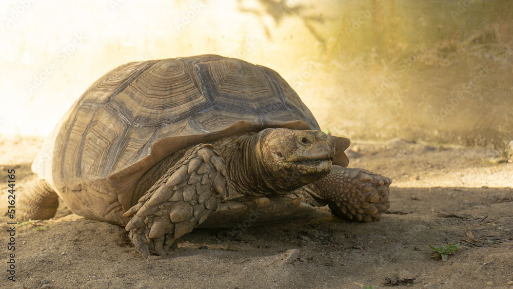Fotografia do Stock: African Spurred Tortoise, because they come from ...
