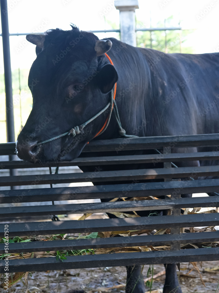 Black Cow (sapi qurban) for the preparation for Eid al-Adha Stock Photo ...