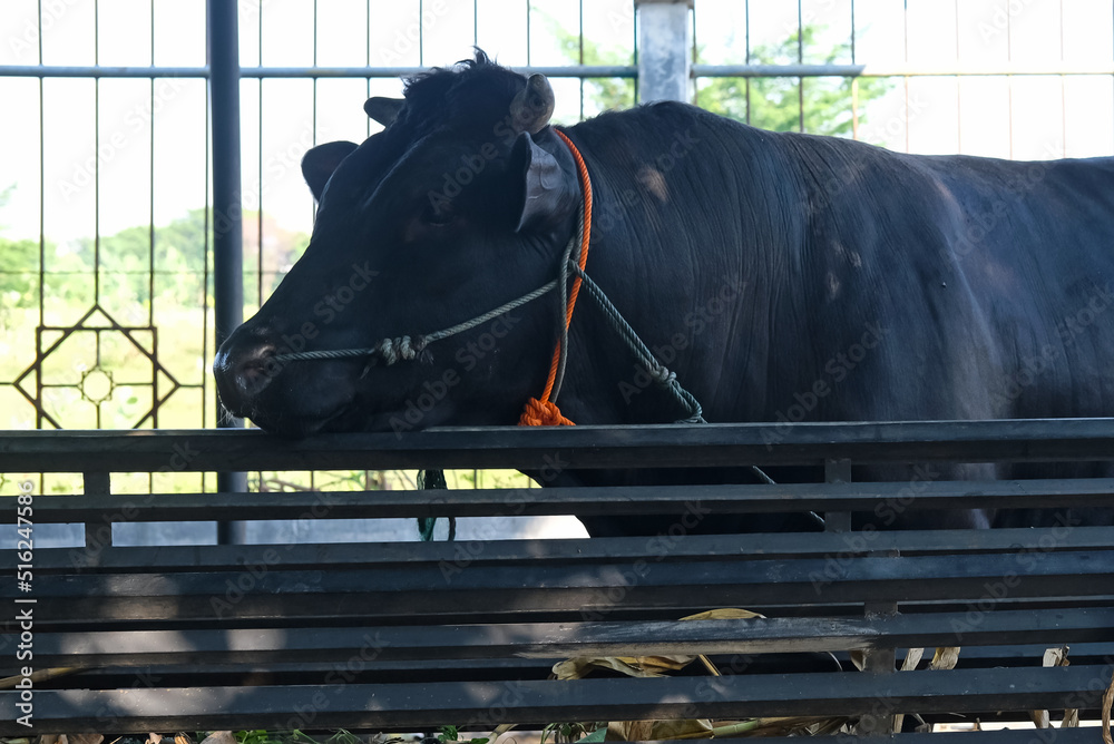 Black Cow (sapi qurban) for the preparation for Eid al-Adha Stock Photo ...