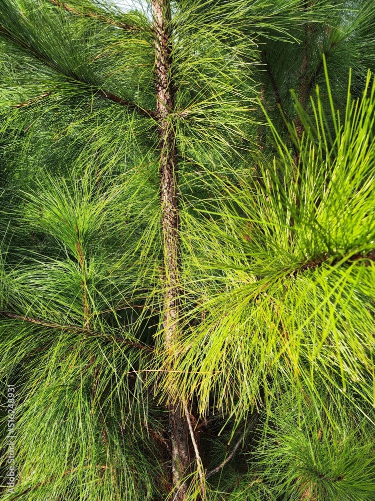 floresta mato de árvores de pinus Stock Photo | Adobe Stock