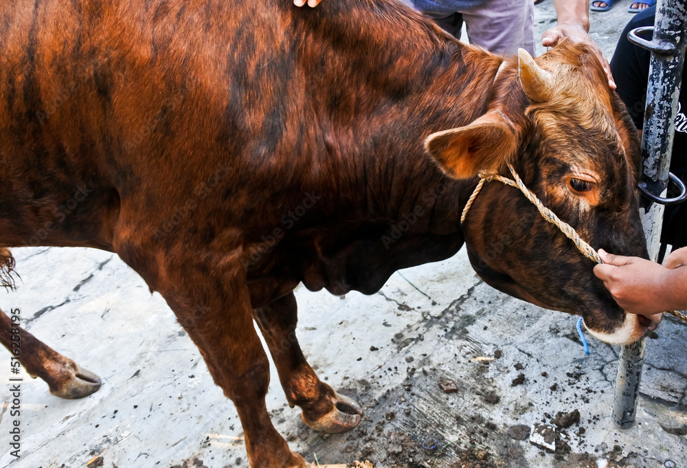 Slaughter of sacrificial animals on Eid al-Adha. Every Muslim ...
