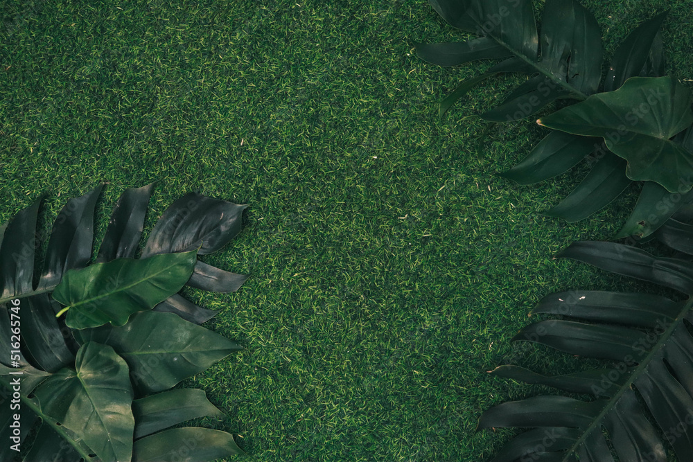 green grass texture, grass field background, leaf of Mons tera, green ...