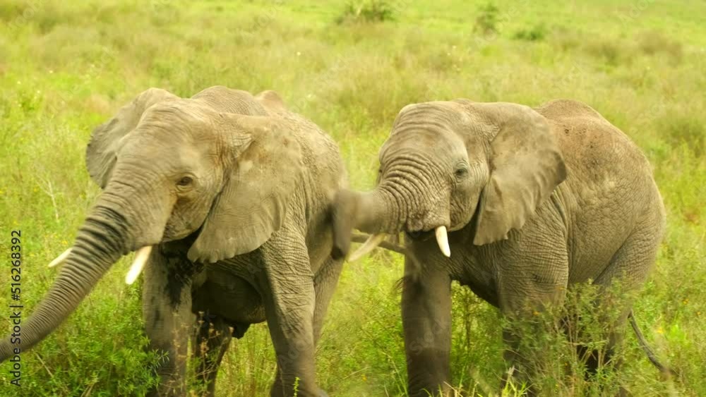 Vidéo Stock A pair of adult elephants frolic in the wild in the ...