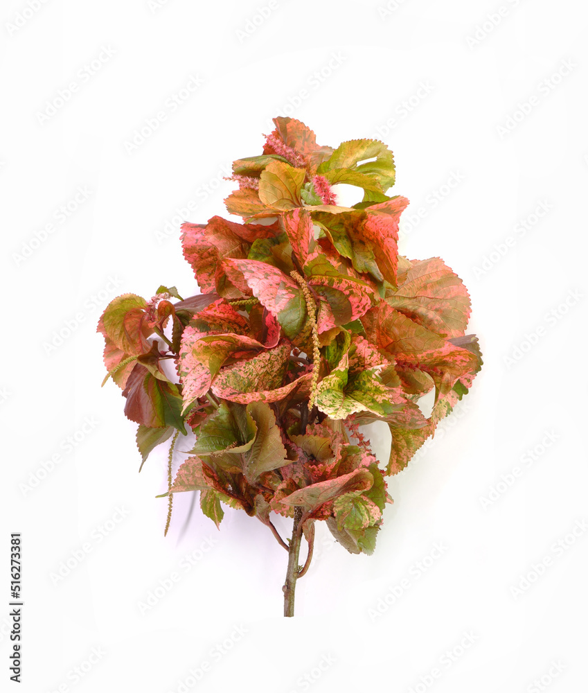 Copper leaf plants isolated on white background. Acalypha wilkesiana ...