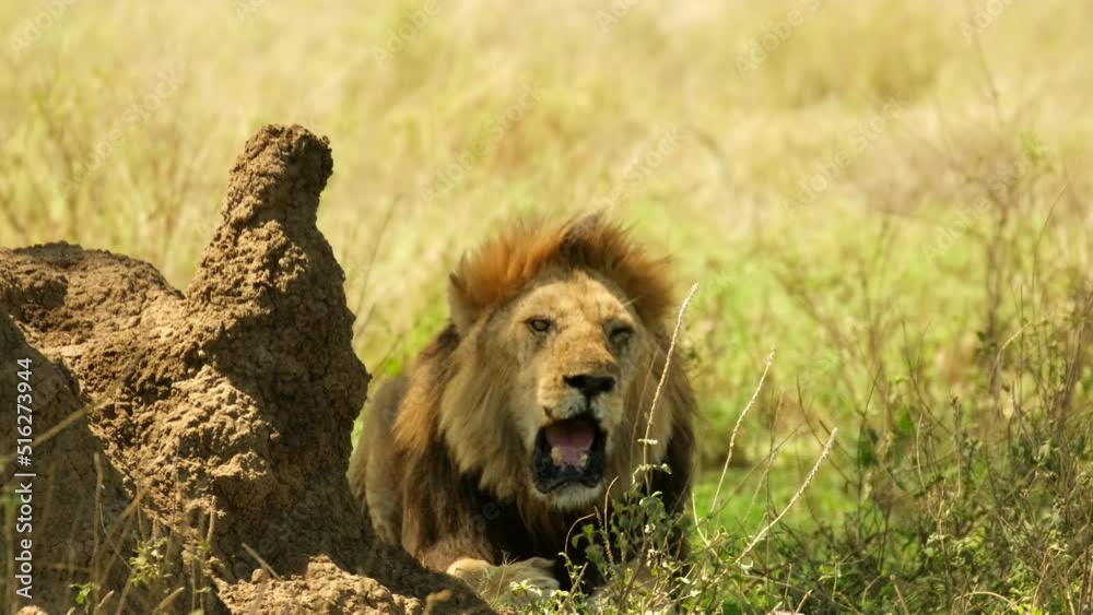 A lion with a large mane lies with its mouth open and roars in the wild ...
