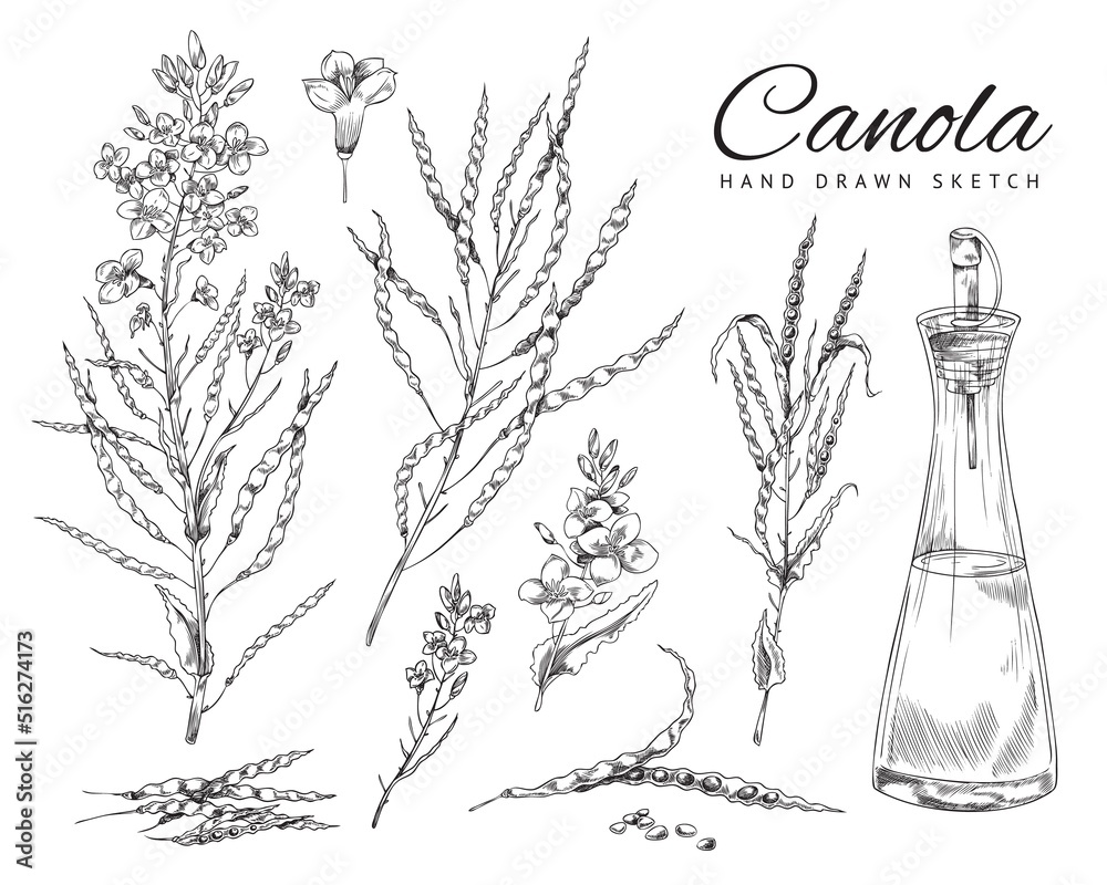 Flowering canola, canola seed pod, set of vector, sketch monochrome ...