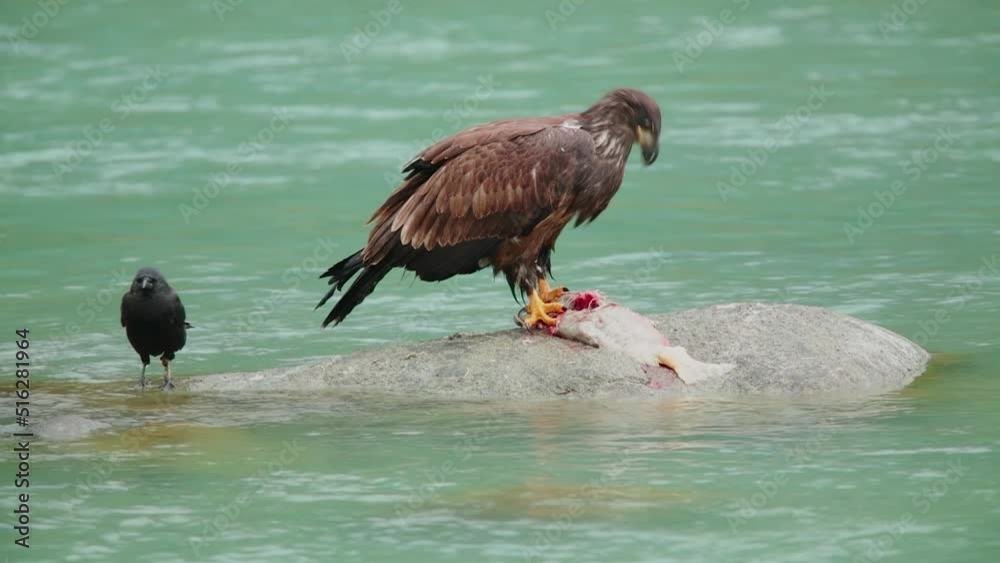 Raven and Eagle; cheeky Raven (Corvus corax) trying to steel salmon ...