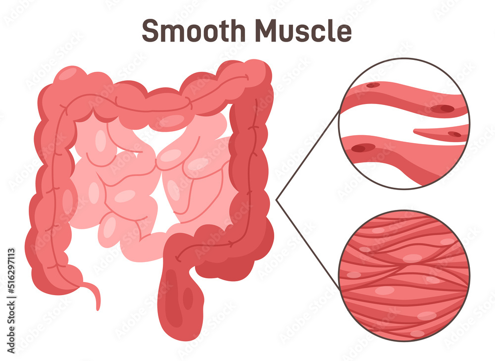 Smooth muscle tissue structure. Digestic intestines muscle anatomy ...