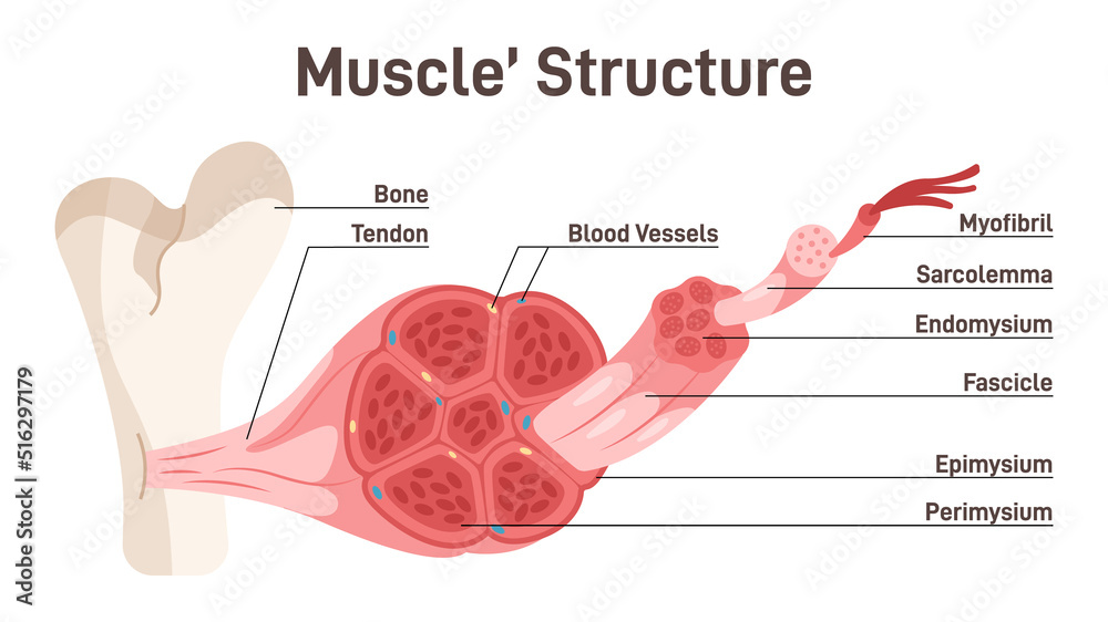 Skeletal muscle structure. Didactic scheme of anatomy of human Stock ...
