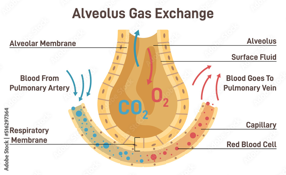 Poster Gas exchange. Respiratory membrane of alveoli, oxygen and carbon ...