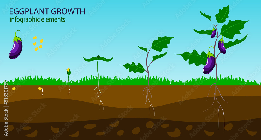 Growth stages of eggplant plant. Vector illustration. Agriculture ...