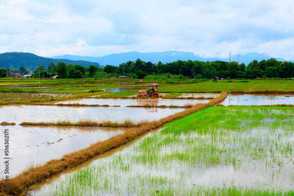 Nan, THAILAND-22 june 2022:Farmer driving tractor in rice field, used ...
