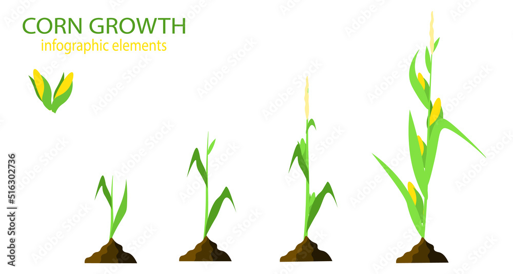 Growth Stages Of Corn Plant at Oscar Loveless blog