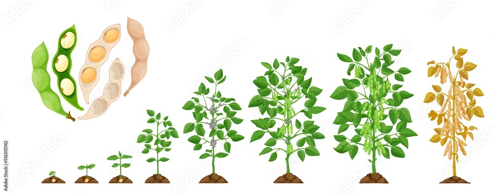 Soy growth stages, soybean vegetable plant grow cycle, vector seedling ...