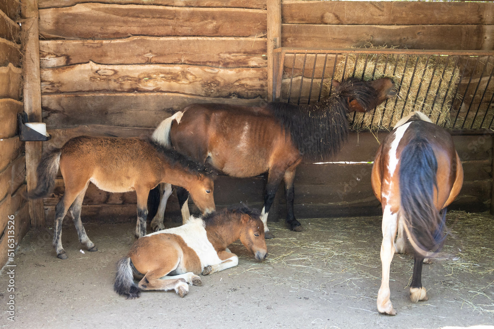 Equestrian family in a ranch resting after cantering and galloping for ...