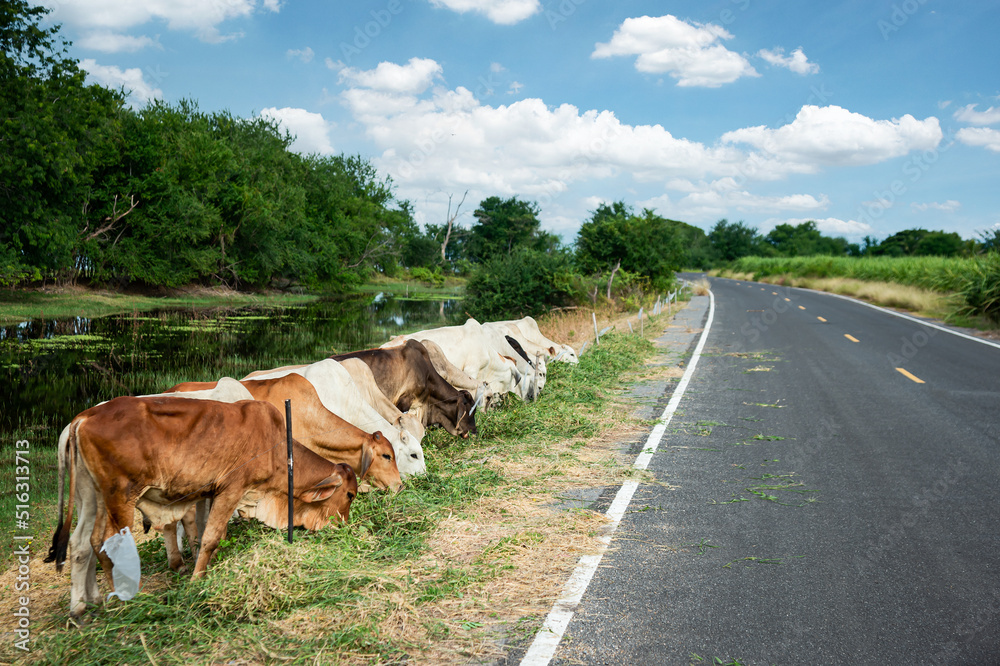 Thailand brahman beef cattle line, red cows, grey cow, live animals on ...