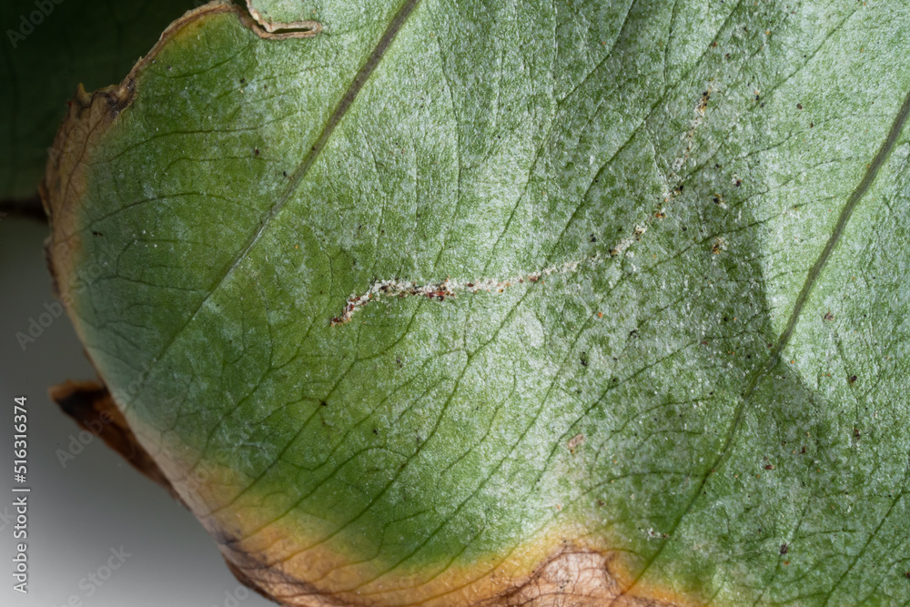 Black Spider Mites