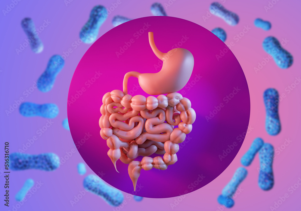 Microbiome stomach. Intestinal tract with probiotics. Gastrointestinal ...