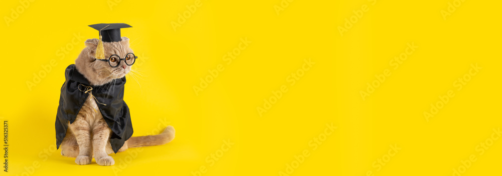 Online courses, remote distant education banner concept. Funny cat ...