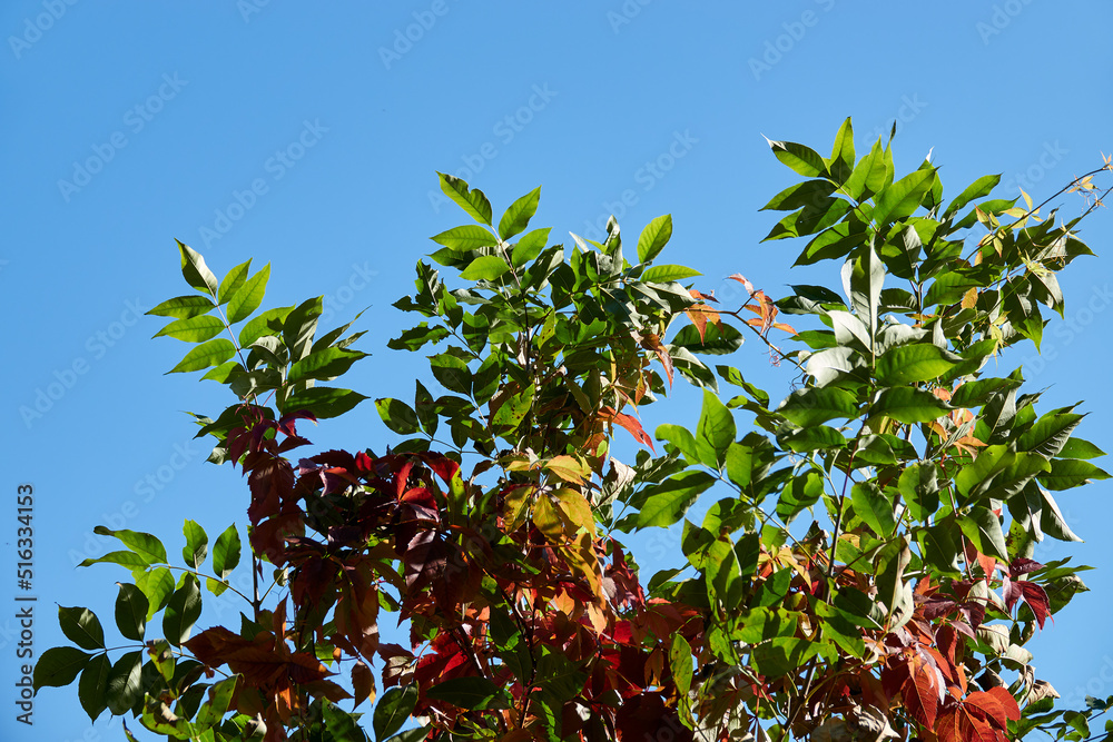 Fraxinus americana, white ash or American ash, is ash tree native to ...