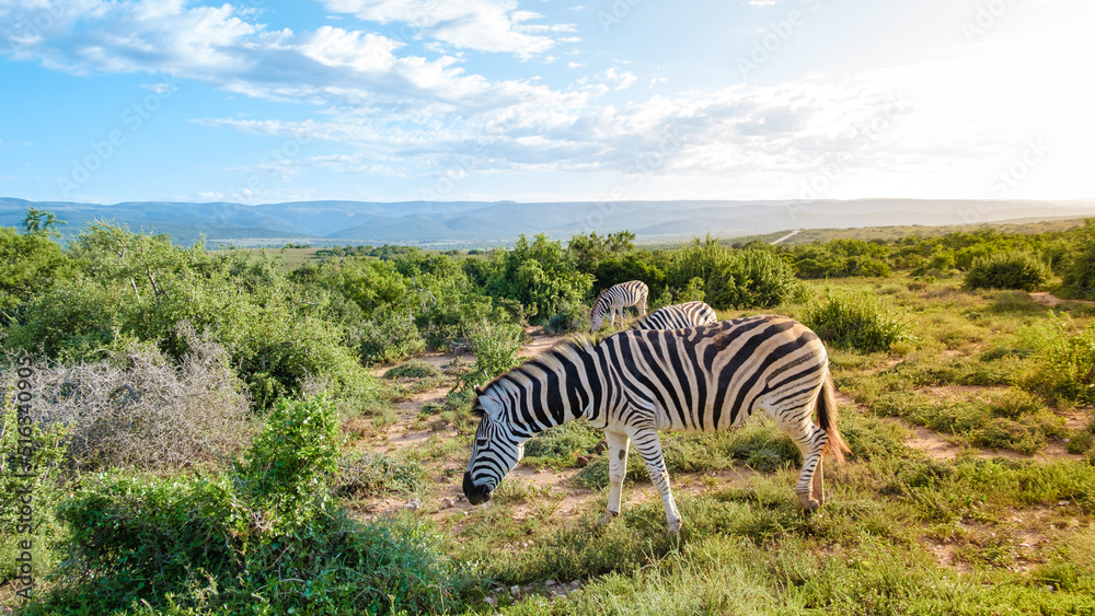 AZebra in the Africa, Addo Elephant Park South Africa, Family of zebra ...