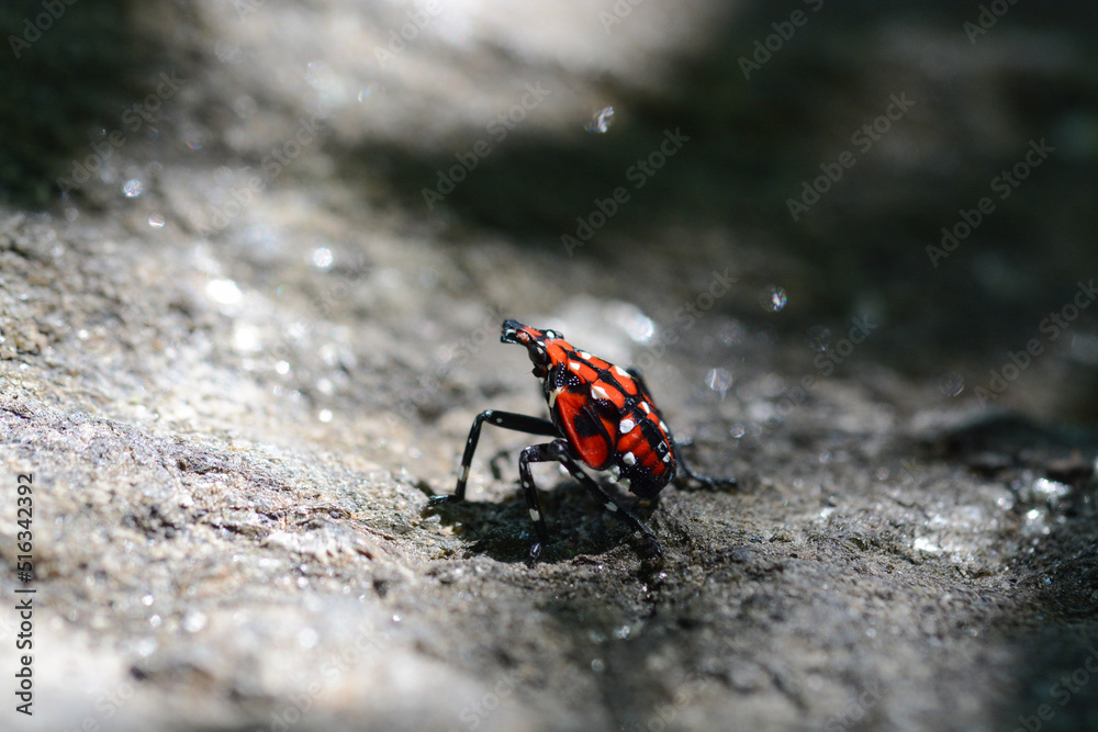 Spotted Lanternfly (Lycorma delicatula) nymph in Central Park New York ...